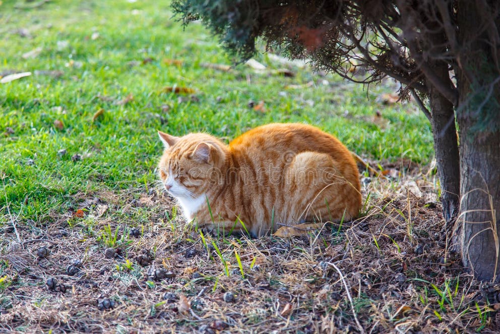 Fluffy Orange Cat Sleeping Under a Tree on the Grass. Stock Photo ...