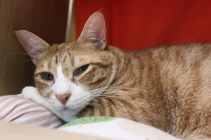Fluffy Orange Cat Squints while Lying on the Bed in the Rays of the ...