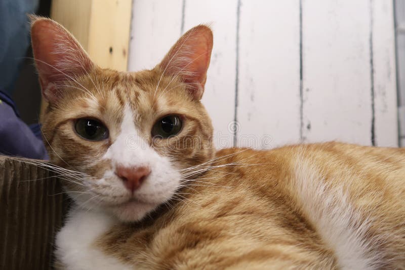 Fluffy Orange Cat Squints while Lying on the Bed in the Rays of the ...