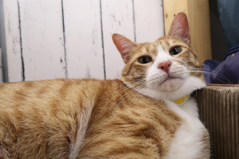 Fluffy Orange Cat Squints while Lying on the Bed in the Rays of the ...