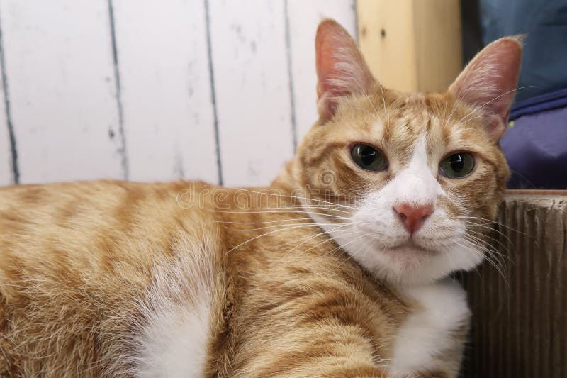 Fluffy Orange Cat Squints while Lying on the Bed in the Rays of the ...