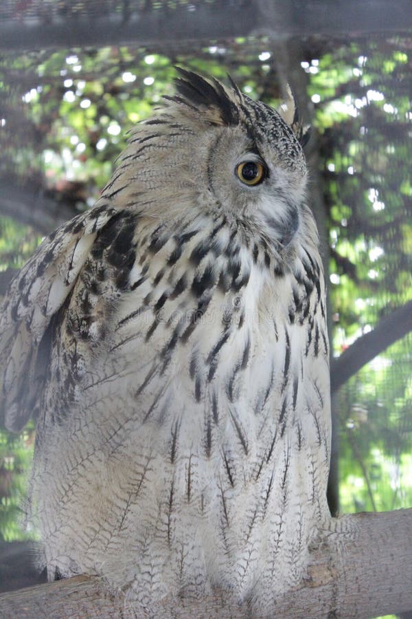 Fluffy owl stock photo. Image of tree, branch, wing - 206460698