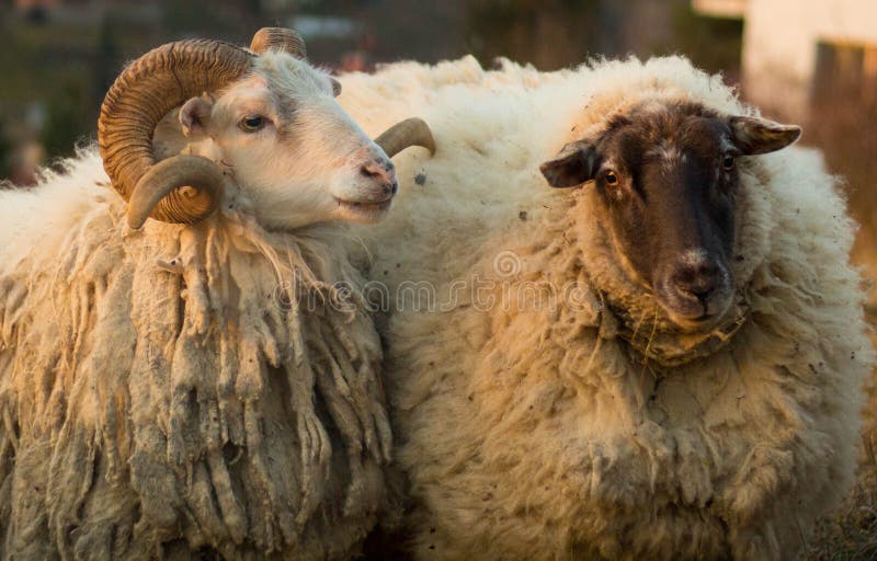 A Fluffy Pair of an Ewe and a Ram Stock Photo - Image of animal, fluffy ...