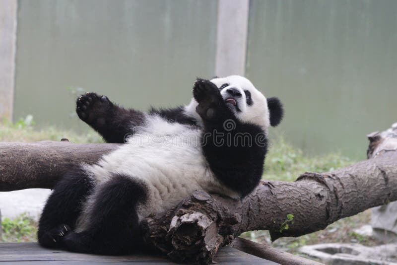Playful Panda Cub in Chongqing Stock Photo - Image of beautiful ...