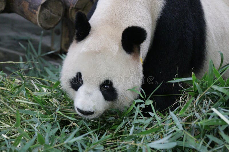 Fluffy Panda in Shanghai, China Stock Photo - Image of flower, fluffy ...