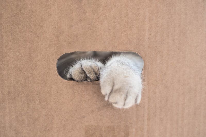 Fluffy Paws of a Cat in the Slit of a Cardboard Box Stock Photo - Image ...