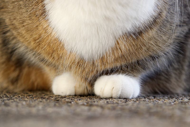 2,390 Hairy Fat Granny Stock Photos - Free & Royalty-Free Stock Photos ...