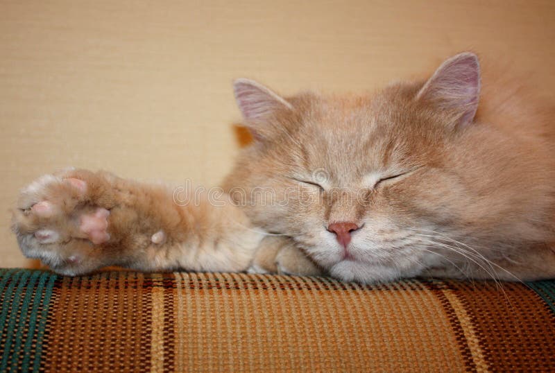 458 Peach Fluffy Cat Photos - Free & Royalty-Free Stock Photos from ...