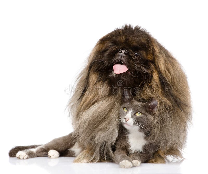 Fluffy Pekingese and Cat Together. Isolated on White Background Stock ...