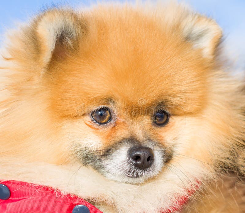 Fluffy Pet stock image. Image of nice, puppy, cute, pretty - 52001561