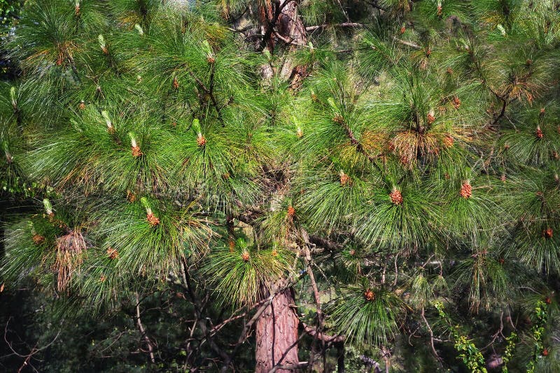 Fluffy pine tree branches stock photo. Image of long - 89955150