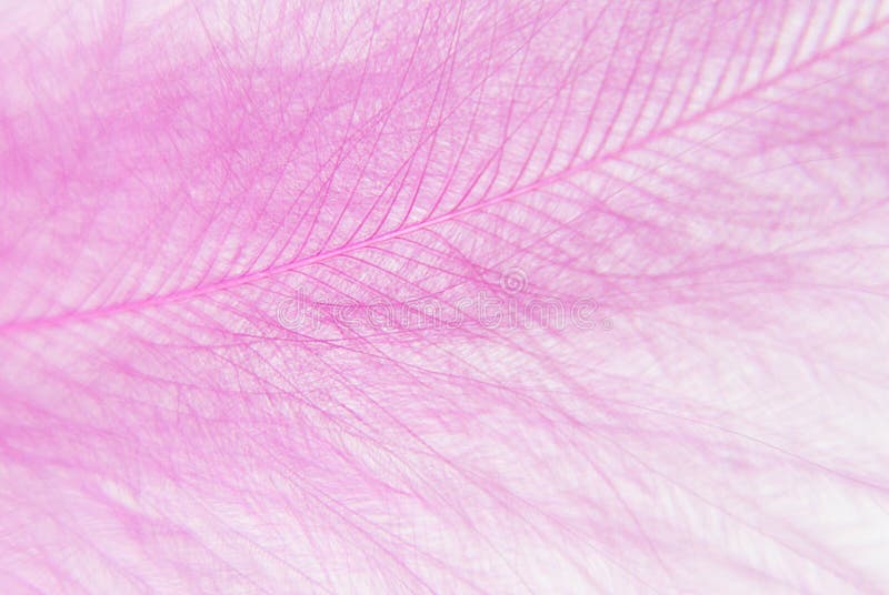 Pink feather stock photo. Image of pink, feather, pattern - 30313288