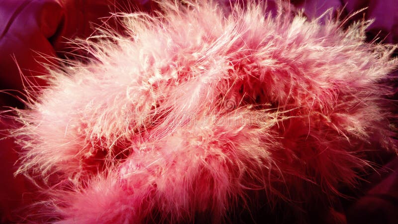 Fluffy Pink or Purple Fluff and Feathers Stock Image - Image of fluffy ...