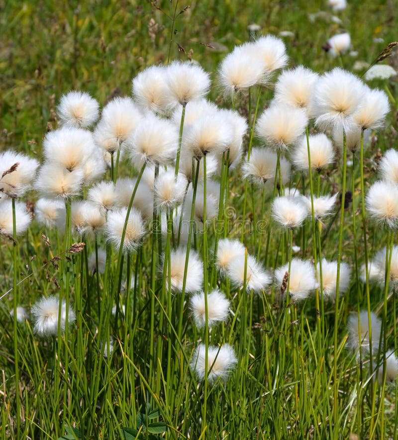 Fluffy plant stock photo. Image of inflorescence, herb - 8986428