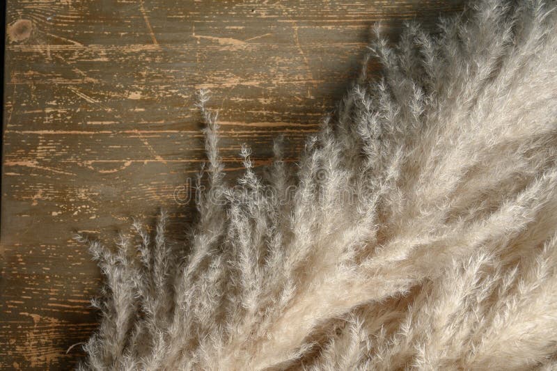 Fluffy Plant Nature Background. Spikelets Collected on the Field Stock ...