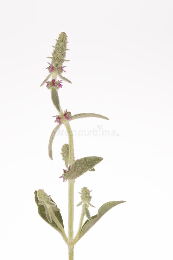 Fluffy Plant with Soft Leaves Stock Photo - Image of horizontal ...