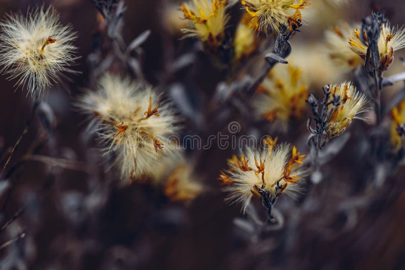 Fluffy Plant Stock Images - Download 49,827 Royalty Free Photos