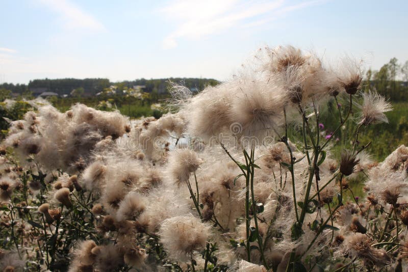 Fluffy Plants with Flowers Seeds Grow in Nature Stock Image - Image of ...