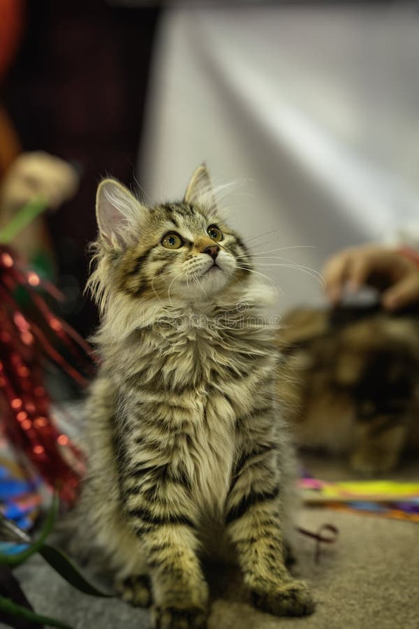 Fluffy Playful Tabby Kitten Looking with Curious Expression Stock Image ...