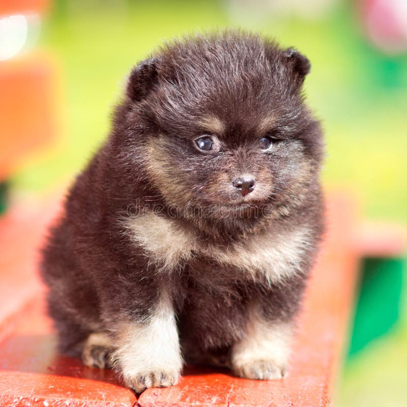 Small Fluffy Pomeranian Puppy Stock Image - Image of small, domestic ...