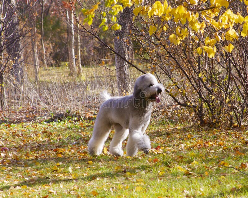 Fluffy Poodle Mix Running Dog Portrait in the Park. Stock Image - Image ...