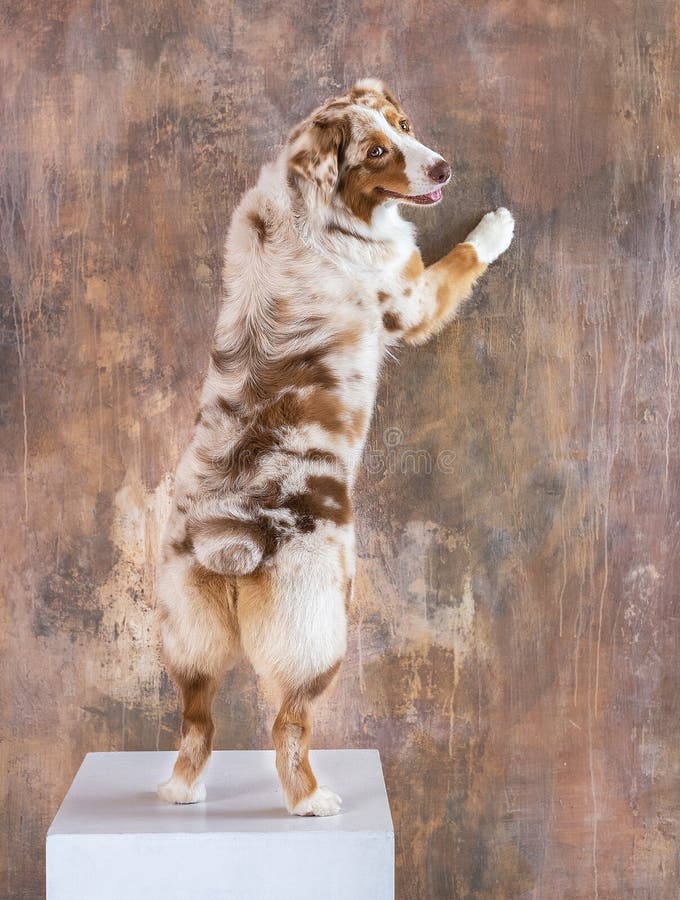 Australian Shepherd Aussie Standing on the Back Paws Posing. Stock ...