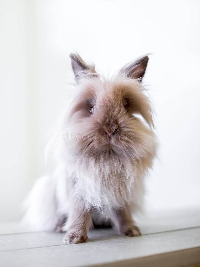 A Fluffy Purebred Lionhead Rabbit Stock Photo - Image of looking ...