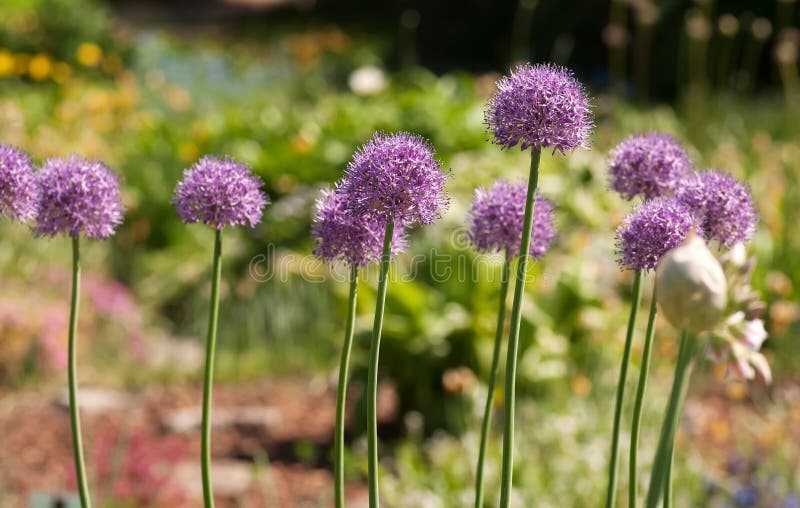 Fluffy purple flowers stock image. Image of nature, green - 41507141