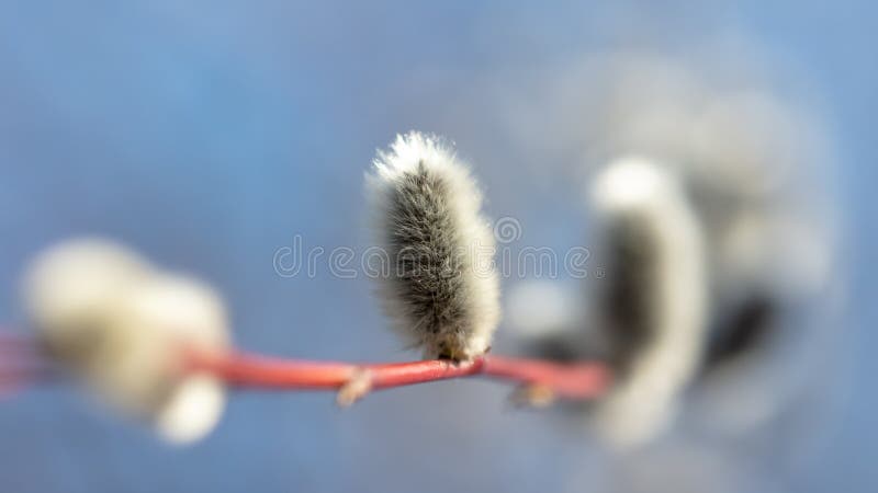 Fluffy Willow Against the Blue Sky Stock Image - Image of spring, flora ...