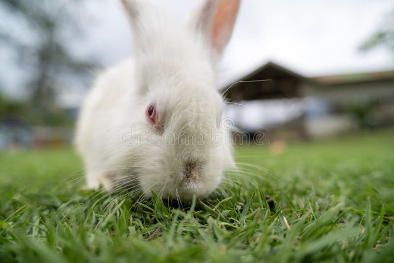 Fluffy Rabbit Bunny Sitting Green Grass in Spring Summer Background ...