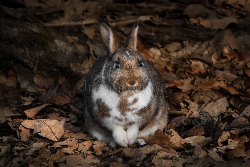 Fluffy Rabbit in Fallen Leaves Stock Photo - Image of easter, rabbit ...