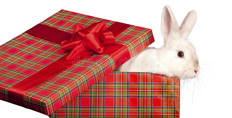 Rabbit in box stock photo. Image of lepus, fluffy, event - 15633162