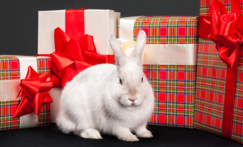 Fluffy Rabbit Rounded Giftbox Stock Image - Image of isolation, event ...