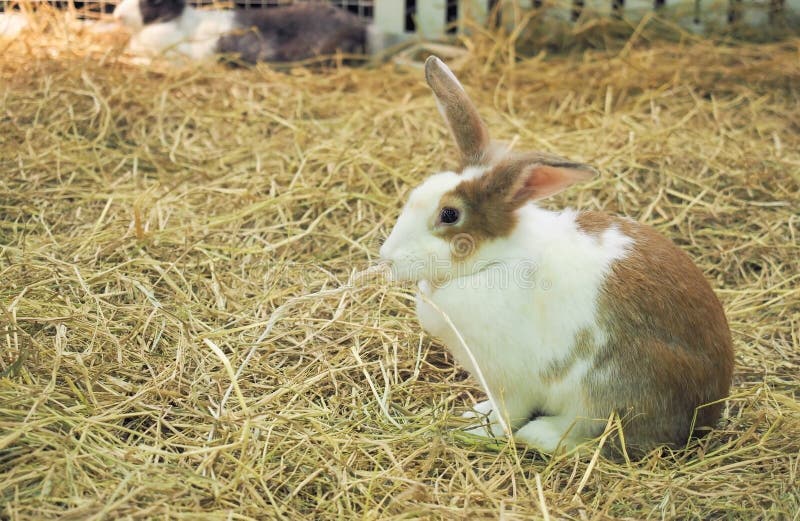 Rabbit sitting on straw stock image. Image of adorable - 101809581