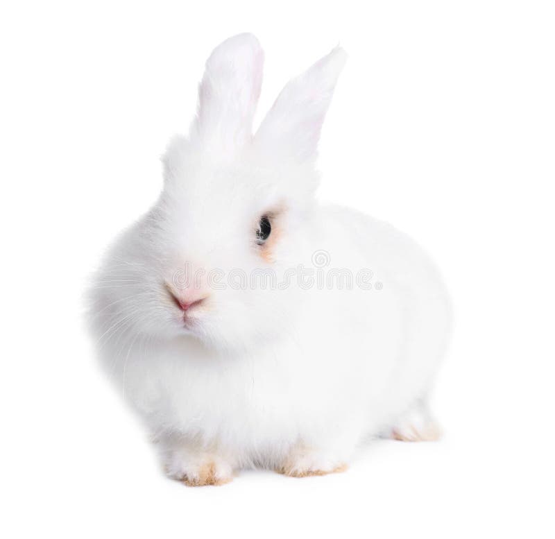 Fluffy Rabbit on White Background. Cute Pet Stock Photo - Image of ...