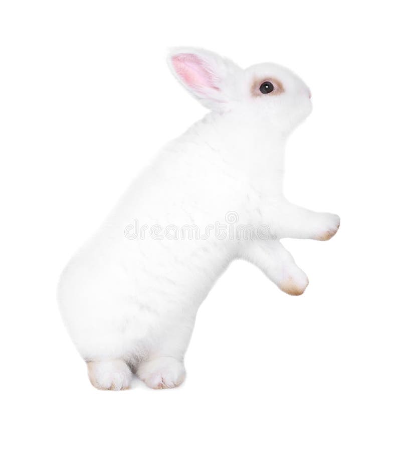 Fluffy Rabbit on White Background. Cute Pet Stock Photo - Image of ...