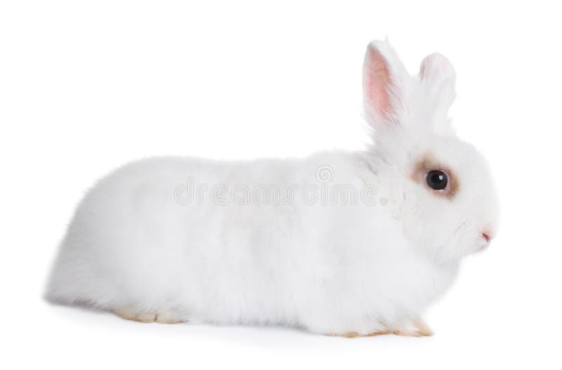 Fluffy Rabbit on White Background. Cute Pet Stock Photo - Image of ...