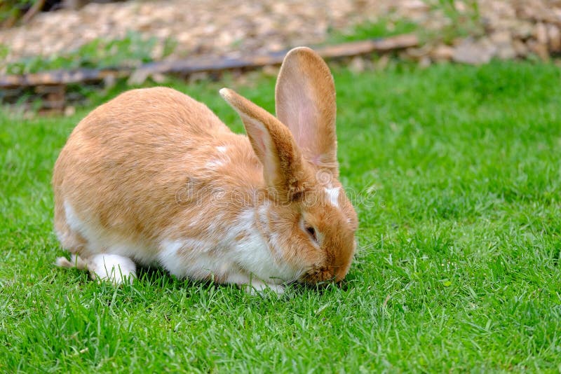 Fluffy Rabbit with White and Red Fur in the Grass Stock Photo - Image ...