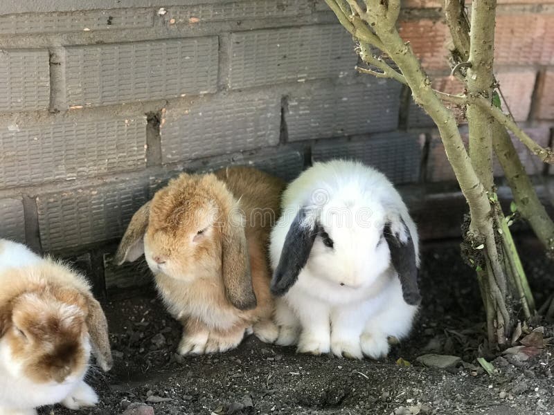 Fluffy Rabbits stock image. Image of inside, relaxing - 188047541