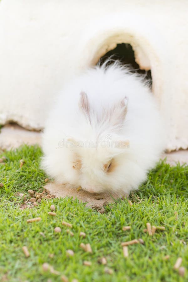 Fluffy rabbits in garden stock image. Image of garden - 54595903