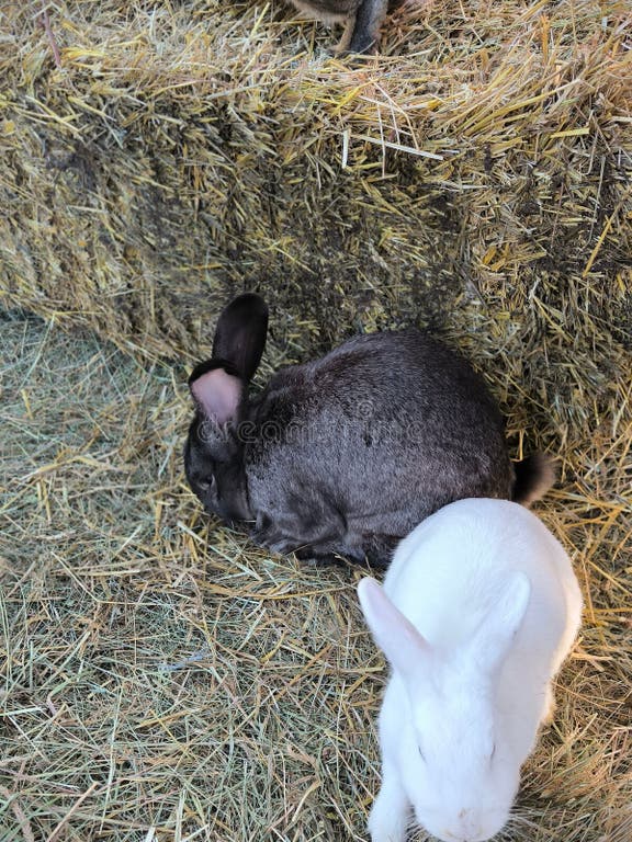 Fluffy Rabbits on Hay at a Farm Stock Photo - Image of breeding, mammal ...