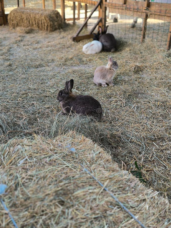 Fluffy Rabbits on Hay at a Farm Stock Image - Image of agriculture ...