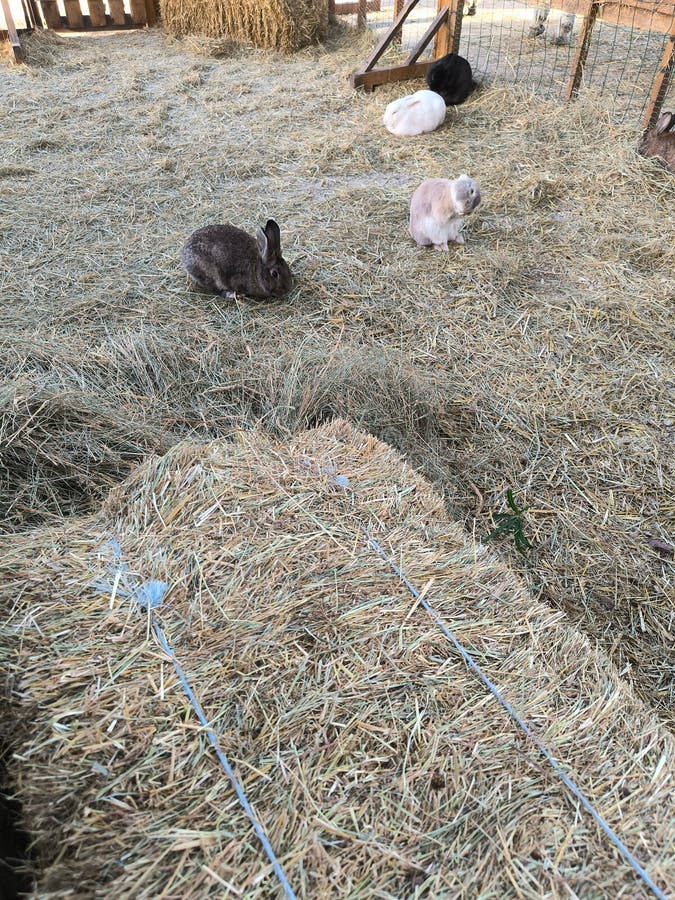 Fluffy Rabbits on Hay at a Farm Stock Image - Image of peaceful, cozy ...