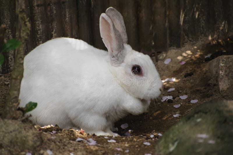 Rabbit Gazing on the Fall Down Sakura Ground Stock Photo - Image of ...