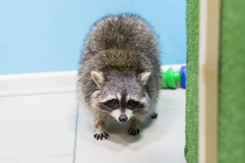 Fluffy raccoon in the zoo stock image. Image of adorable - 110320081