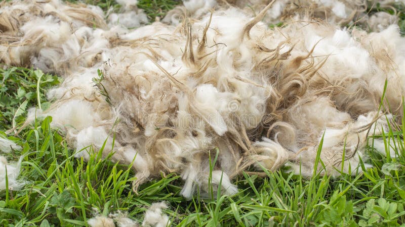 Fluffy Raw Sheep Wool after the Shearing Process Stock Image - Image of ...