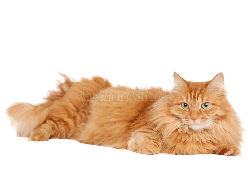 Fluffy red cat stock photo. Image of carpet, looking - 35472656