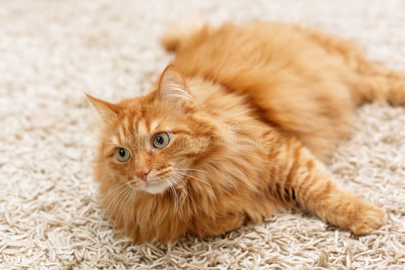 Fluffy red cat stock photo. Image of carpet, looking - 35472656