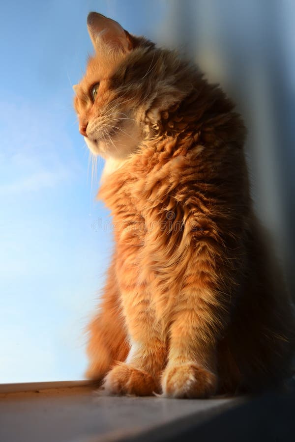 Fluffy red cat stock photo. Image of pretty, face, sight - 63881306