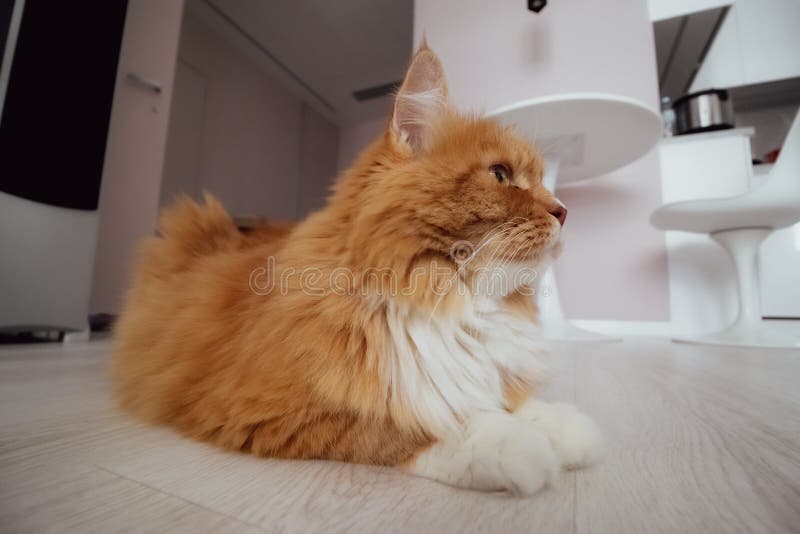 Fluffy Red Cat Lying on the Floor. Ginger Cat Relaxing in Living Room ...